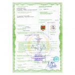 Tobacco leaves Virginia Gold Lemon - harvest 2024 - Buy a tobacco leaf ...