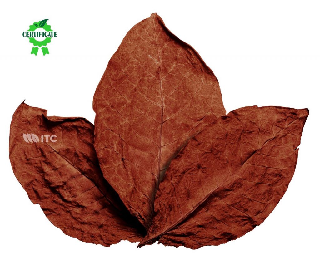 Tabakblätter Virginia Gold Lemon - Rohtabak Ernte 2024 - Kaufen Sie ein ...