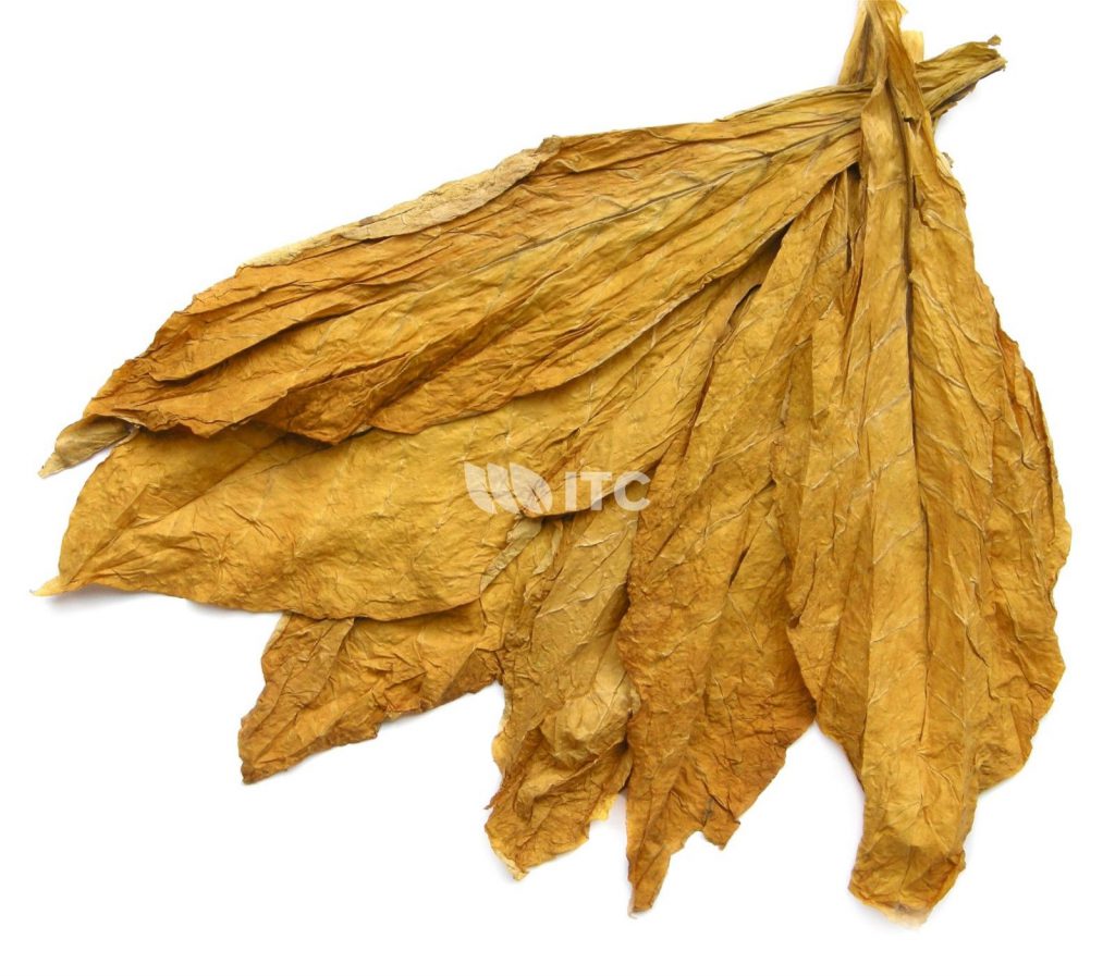 Tobacco leaves Virginia Gold Lemon - harvest 2024 - Buy a tobacco leaf ...
