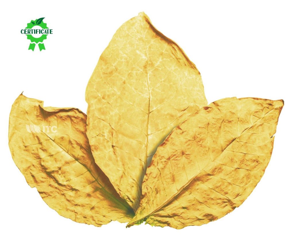 Tabakblätter Virginia Gold Lemon - Rohtabak Ernte 2024 - Kaufen Sie ein ...