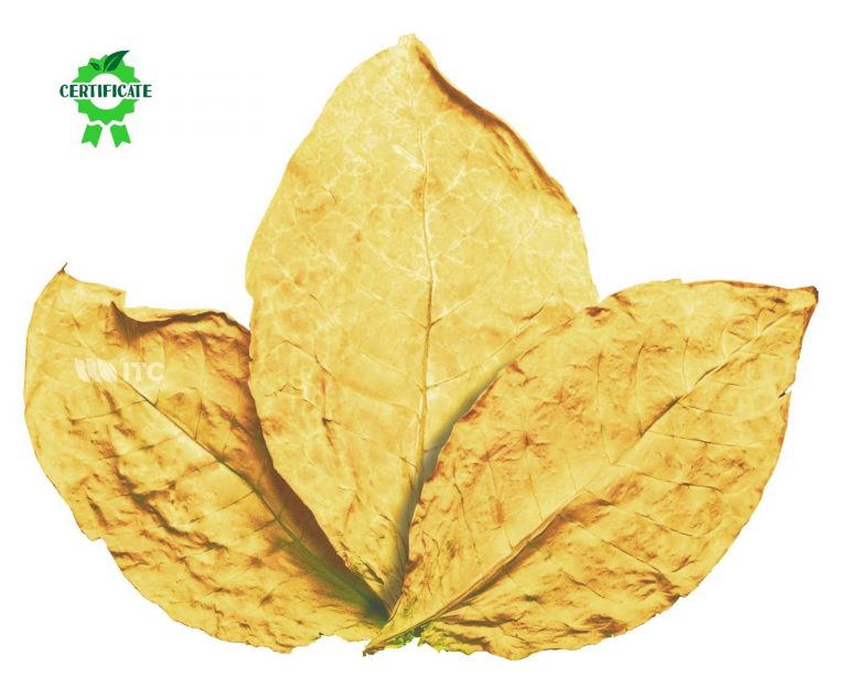 Tobacco leaves Virginia Gold Lemon - harvest 2024 - Buy a tobacco leaf ...